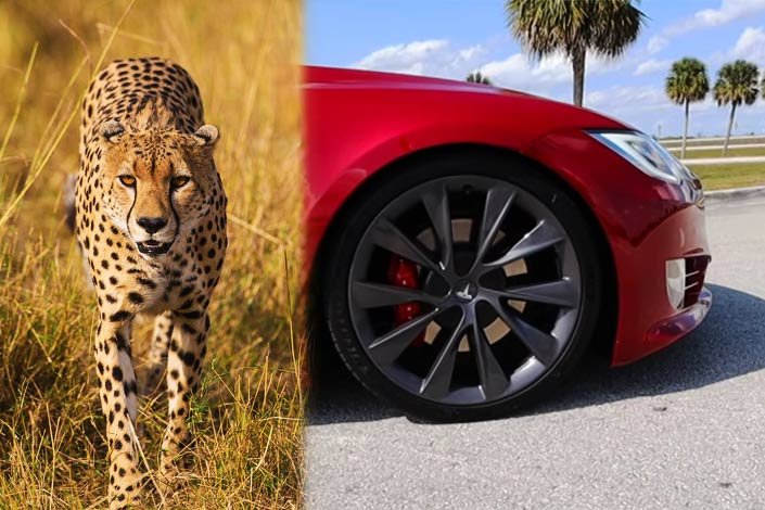 (Βίντεο) Η "στάση της Cheetah" των Tesla Performance που δίνει ακόμα ...
